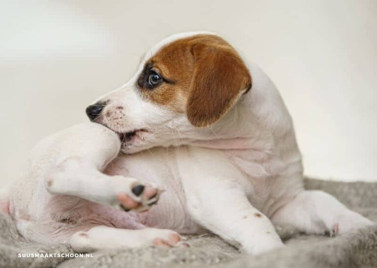 Last van vlooien in huis? Zo kom je er snel van af