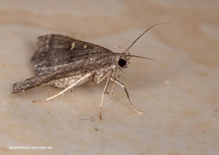 Nooit meer motten in huis met deze 9 tips