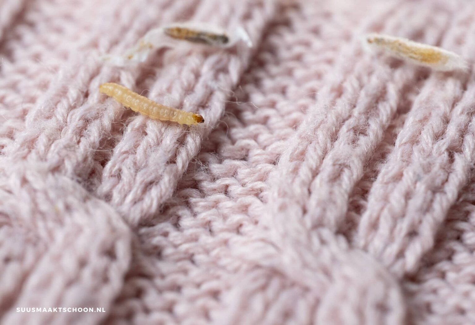 Nooit meer motten in huis met deze 9 tips