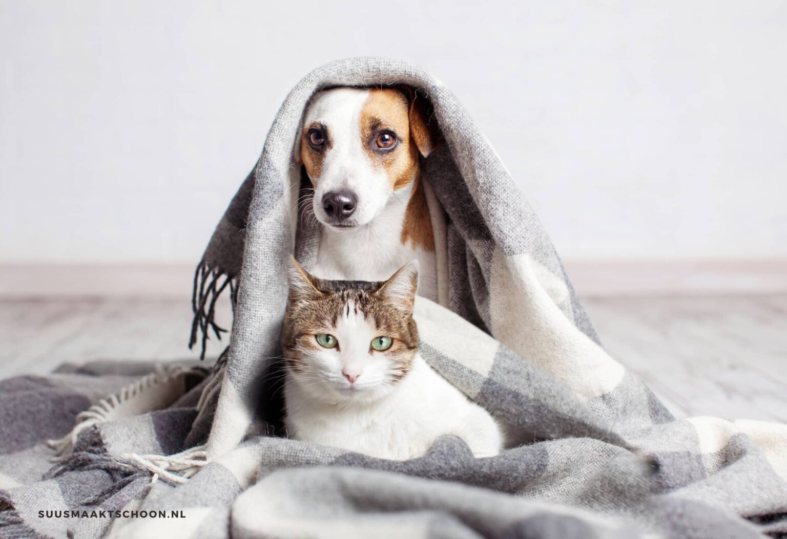 Last van vlooien in huis? Zo kom je er snel van af